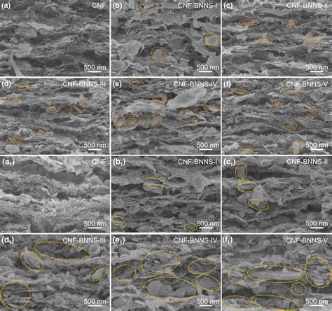 Cross Section Sem Morphologies Of Cnf And Cnfbnns Composite Films Af