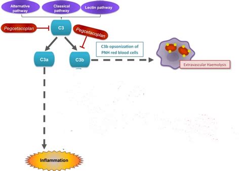 Pegcetacoplan Wikiprojectmed