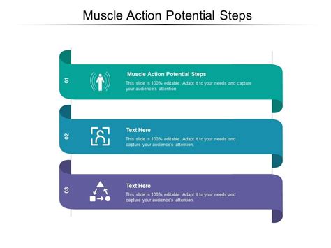Muscle Action Potential Steps