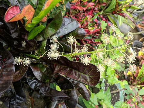 Paling Bagus 20 Gambar Bunga Kembang Api Gambar Bunga Indah