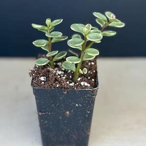 Pink Variegated Elephant Bush Succulents Partulacaria Afra Variegata
