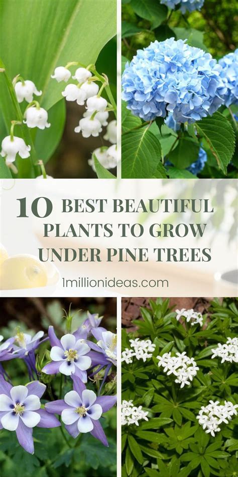 10 Beautiful Plants For A Colorful Pine Tree Landscape Do Hostas Grow