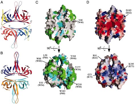 Deinococcus Radiodurans Dna Repair