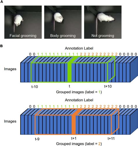 Frontiers Automated Grooming Detection Of Mouse By Three Dimensional