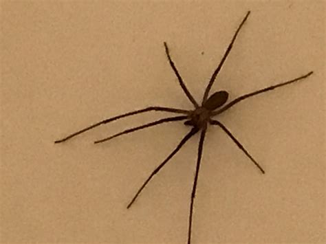 Help Identify R Spiderbro