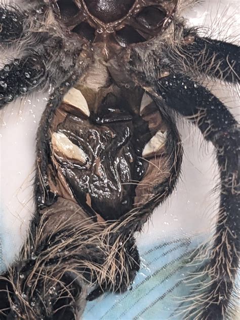 Curly Hair Sex Third Molt If That Helps Rtarantulas