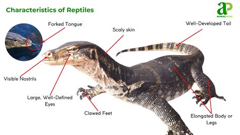 Reptiles Classification Characteristics Types Behaviors And Feeding Habits