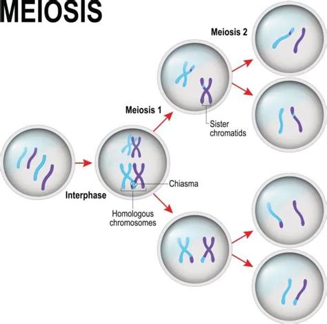 What Is Meiosis And Why Is It Important