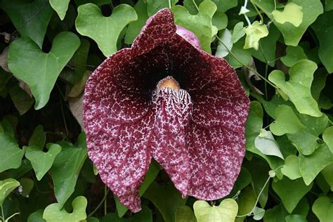 Boru Çiçeği Zehirli Mi Güncel Oku