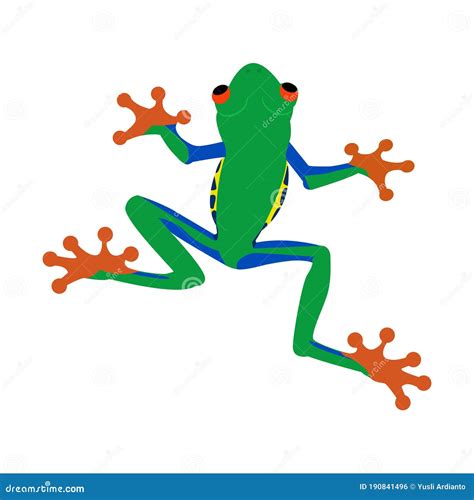 Red Eye Tree Frog Agalychnis Callidryas Stock Vector Illustration Of