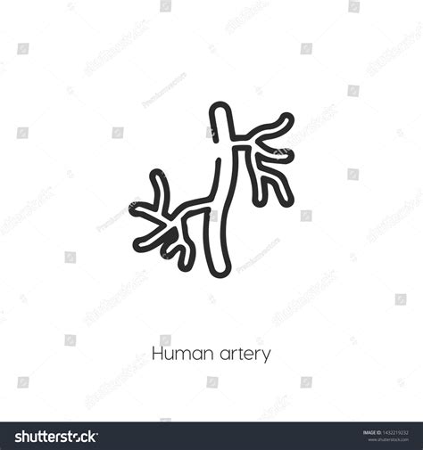 Human Artery Icon Vector Human Artery Stock Vector Royalty Free 1432219232 Shutterstock