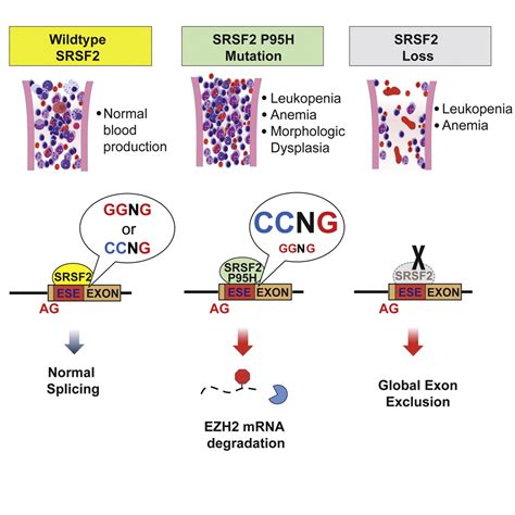 Srsf2 Mutations Contribute To Myelodysplasia By Mutant Specific Effects