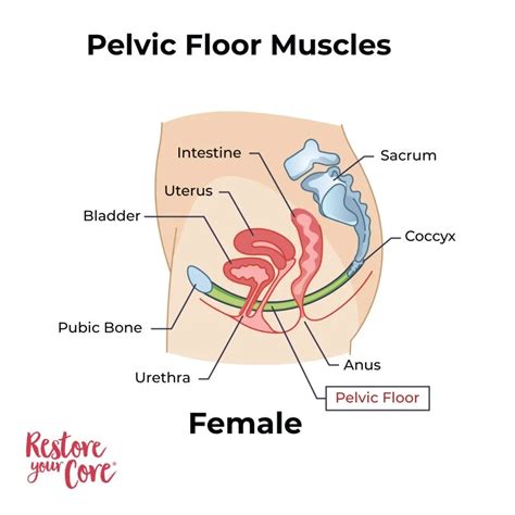 Do Squats Strengthen Pelvic Floor Muscles Ryc