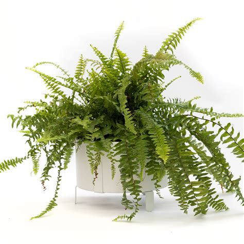 Paprat Nephrolepis Exaltata Plant Olive Online Vrtni Centar Hrvatska