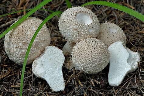 Bogi Photo© Micologia E Fotografia