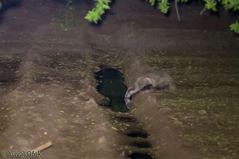 גירית מצויה 15042019 מן השדה