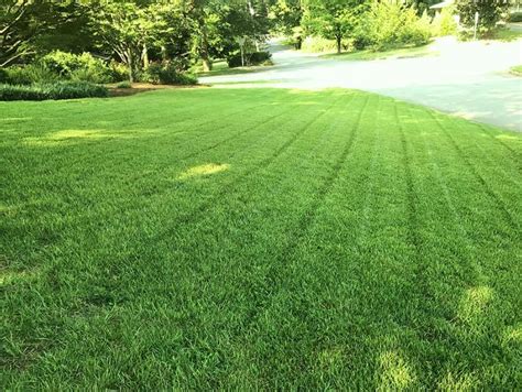 Zenith Zoysia Grass