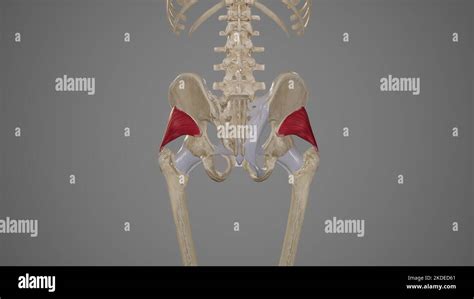 Ventrodorsal Gluteal