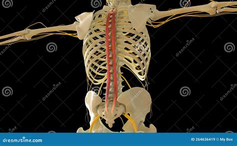 Spinalis Muscle Anatomy For Medical Concept 3d Rendering Stock Illustration Illustration Of