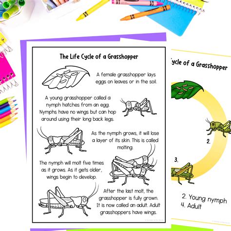 Life Cycle Of A Grasshopper Insect Foldable Sequencing Science Activity Cut And Paste Teaching