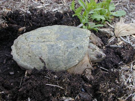 Is Mulch Safe For Turtles At Ellie Roseby Blog