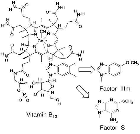 Vitamin B Structure