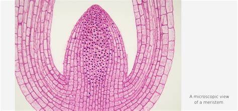 The Science Behind Virus Elimination Using Meristem Culture Plant