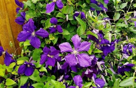 Clematis Growing And Care Guide Australia Agt