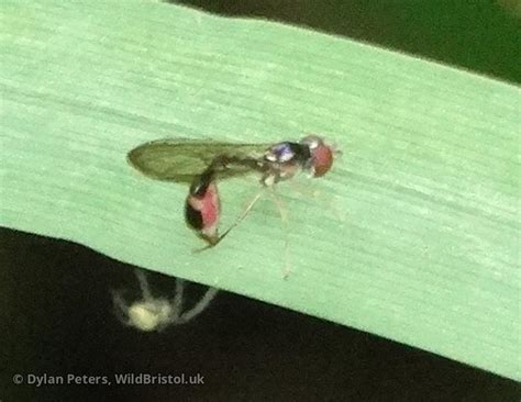 Gossamer Hoverfly Baccha Elongata Species Wildbristol Uk