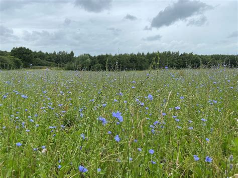 Conservation Catton Estate