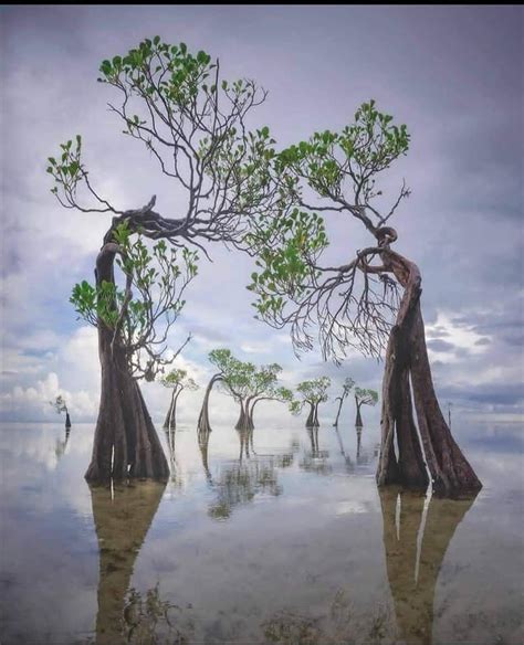 The Hypnotic Beauty And Importance Of Sumba Islands Dancing Mangrove