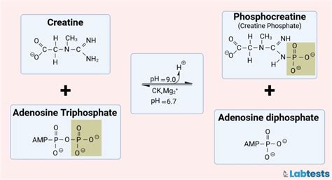 Creatine Kinase Ck Blood Test Normal Range High And Low Levels