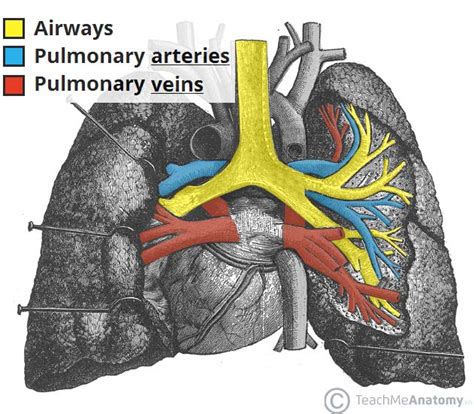 Lung Anatomy Structure Vasculature And Nerve Supply Teachmeanatomy
