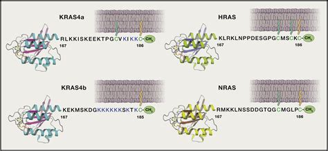 Ras Gene Full Name At Edwin Whitlow Blog