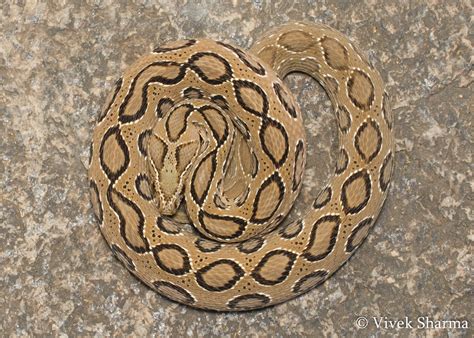Russells Viper Bite Russells Viper Facts Diet Habitat And Pictures