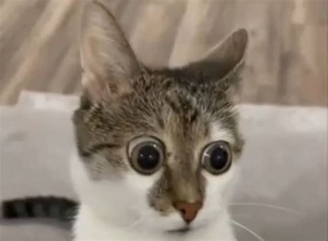 Shocked Cat Shocked Cat Cat Memes Cute Love 