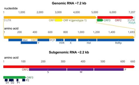 Hepatitis E Virus Structure Genome Transmission Replication Diagnosis Treatment Biology