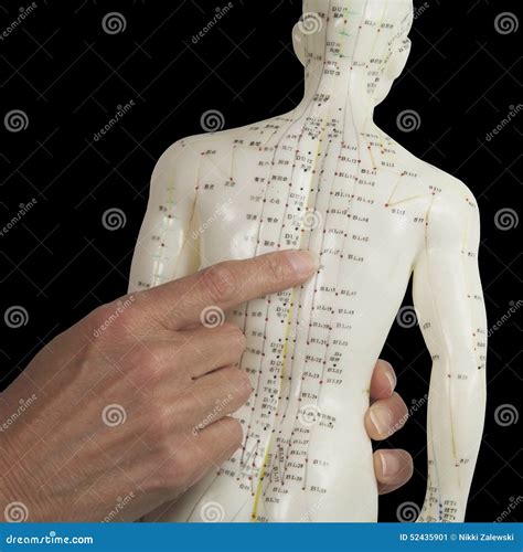Acupuncturist Pointing To Bl17 On Acupuncture Model Stock Image Image