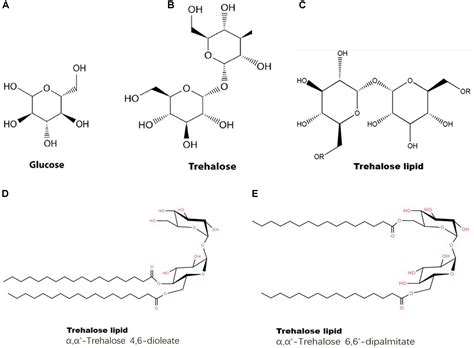 Frontiers Trehalose Contributes To Gamma Linolenic Acid Accumulation
