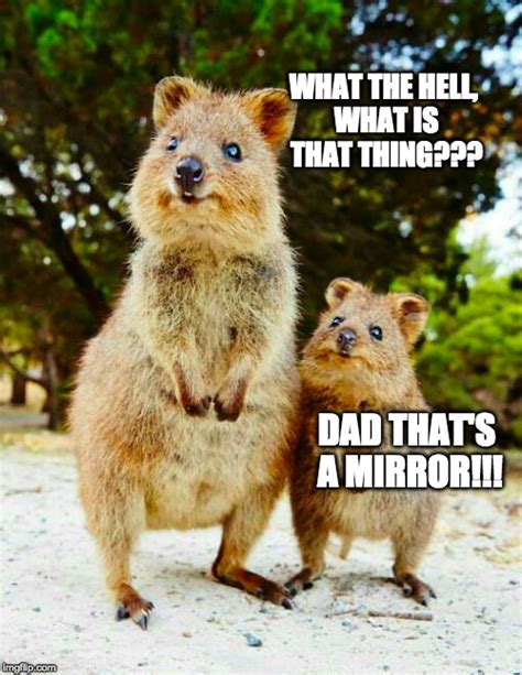 Animals In Australia Meme At Shawn Keim Blog
