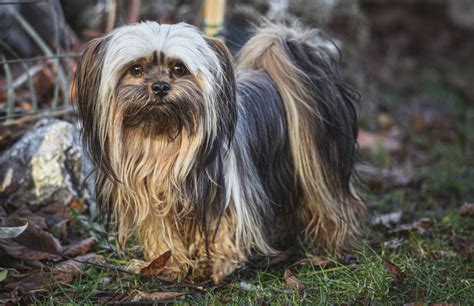 Lhasa Apso Haircuts Expert Styles And Diy Grooming Tips
