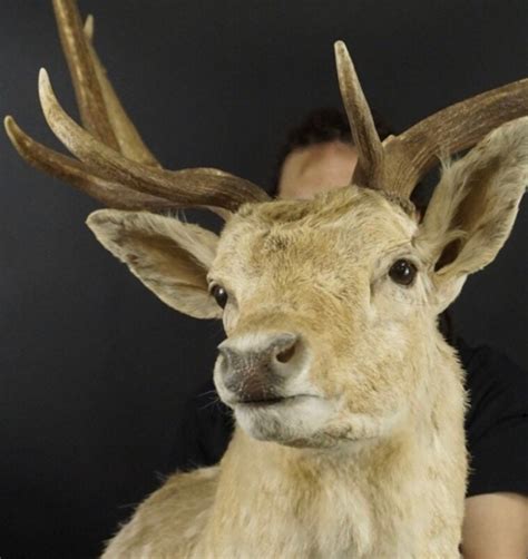 Taxidermy Fallow Deer Shoulder Mount Vintage Reindeer Home Decor Cabin Rustic Wedding