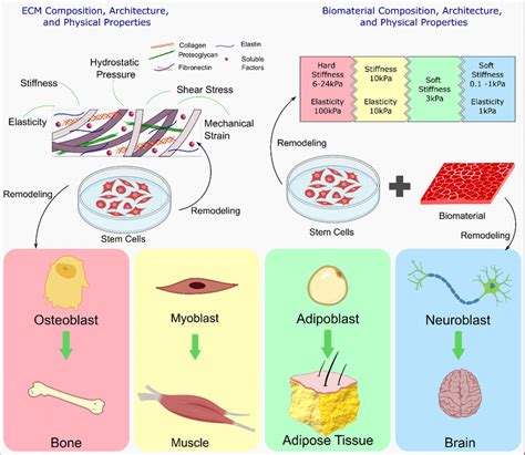 Schematic Of The Interaction Between Stem Cells And Ecm And Its Effect