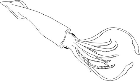 Squid Coloring Pages ~ Cute Printable Coloring Pages