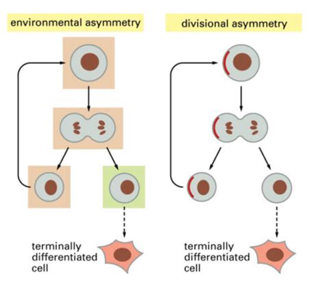 Lec 4 Stem Cell Basics Flashcards Quizlet
