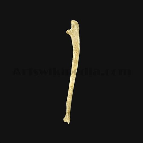 Artstation 3d Ulna Bone Resources