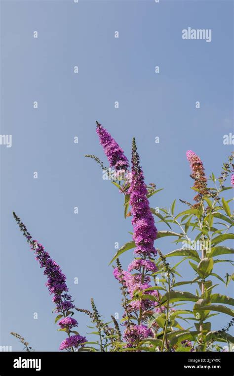 Buddleja Davidii Summer Lilac Butterfly Bush Or Orange Eye In The Pacific Northwest