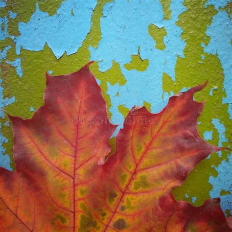 Colorful Autumn Maple Leave On Old Cracked Paint Wall Background