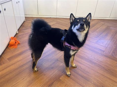 시바이누 탱구 폼스키크기 폼치크기 폼피츠크기 푸숑크기 노르웨이숲크기 데본렉스크기 뱅갈크기 샴크기 셀커크렉스크기 스핑크스크기 아메리칸숏헤어크기 아메리칸컬크기 아비시니안크기