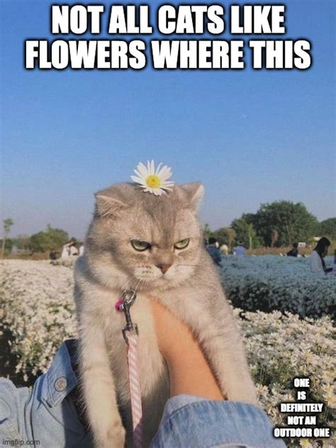 Cat With Flower On Head Imgflip